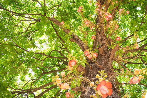 Sal Resin (Shorea robusta) 1.oz - Mermade Magickal Arts