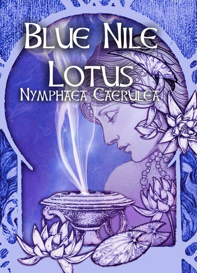 Blue Nile Lotus - Nymphaea Caerulea - 1 oz - Mermade Magickal Arts
